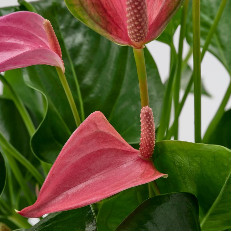 ANTHURIUM biljka u saksiji, anturijum raznobojno, 17 cm - IKEA