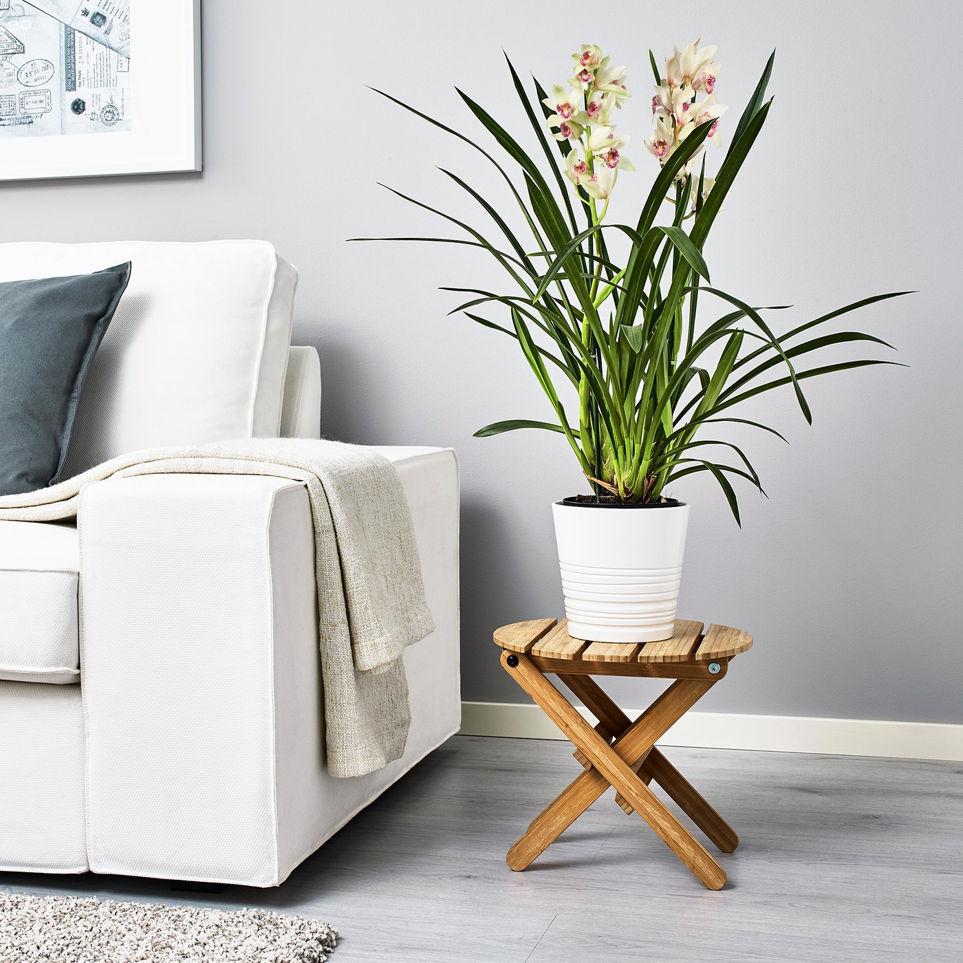 CYMBIDIUM Zasađena biljka, orhideja odabrane boje, 12 cm | MONTIKEA