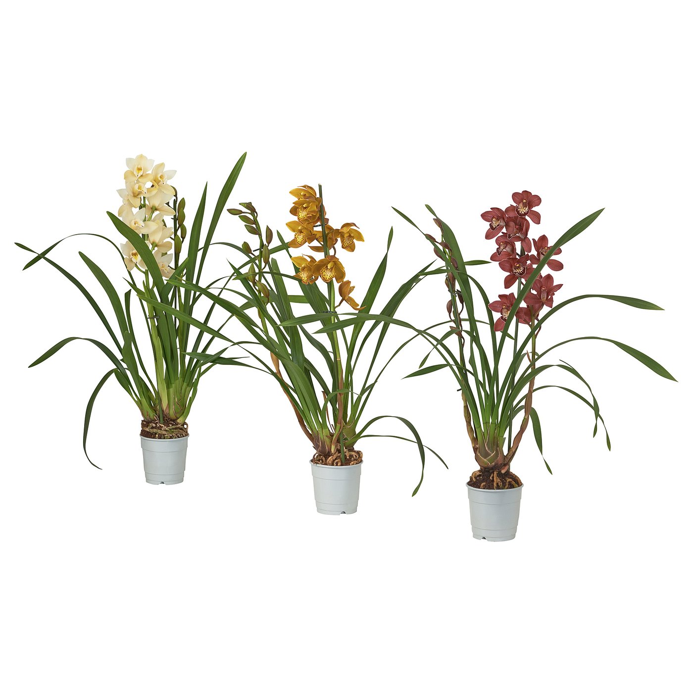 CYMBIDIUM Zasađena biljka, orhideja odabrane boje, 12 cm | MONTIKEA