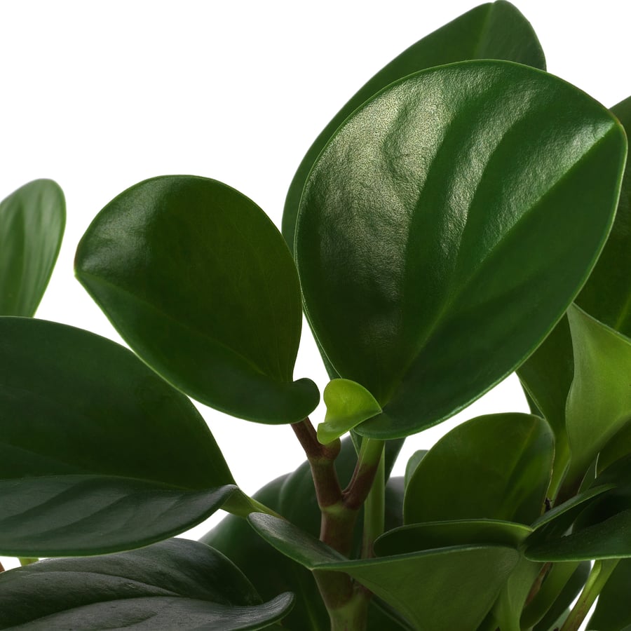 PEPEROMIA potted plant, Peperomia assorted, 12 cm - IKEA