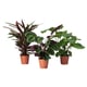 CALATHEA Krukväxt, Kalatea, olika arter - IKEA