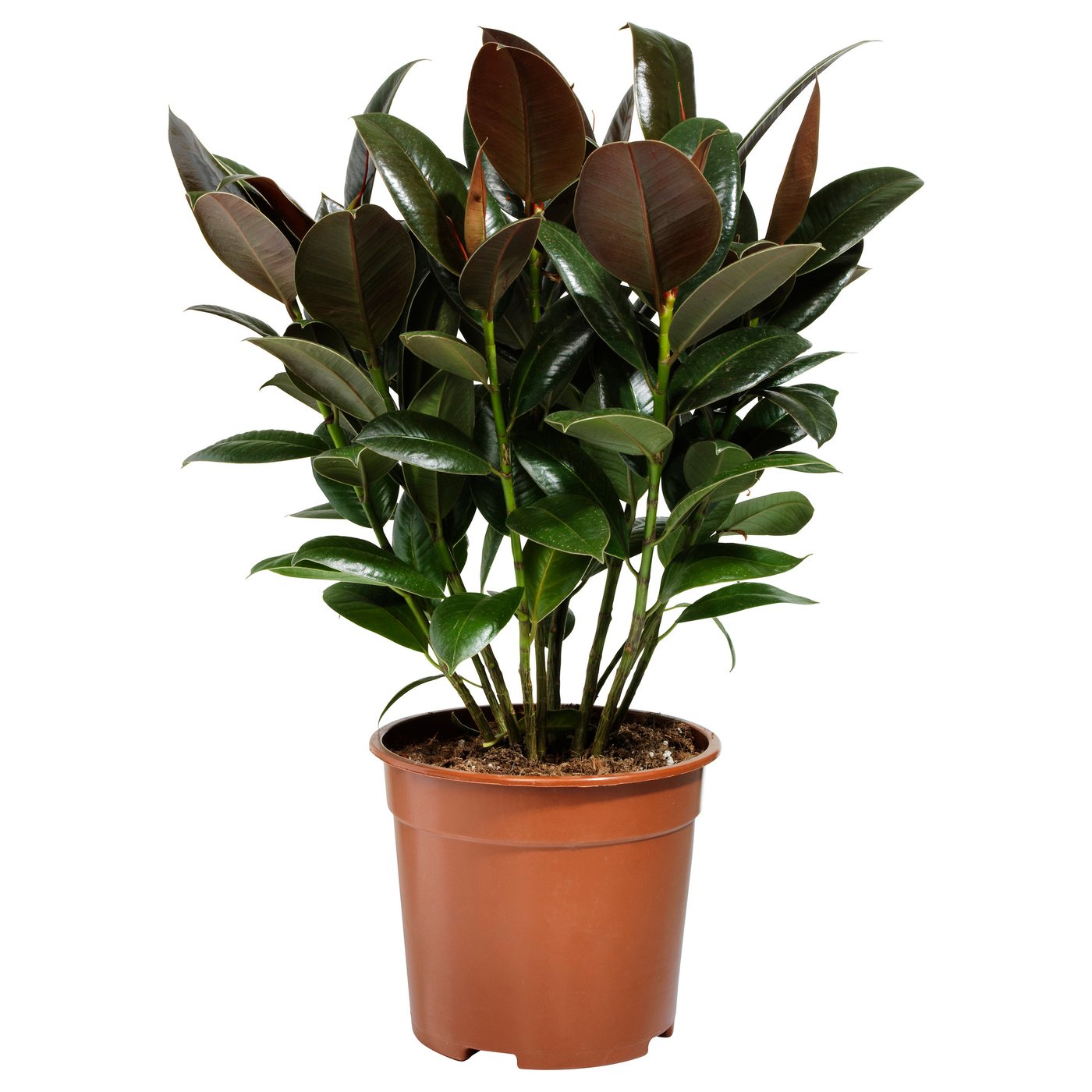 FICUS ELASTICA Potted plant, 27 cm - IKEA