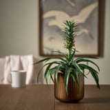 GRADVIS plant pot, in/outdoor/light brown, 12 cm - IKEA