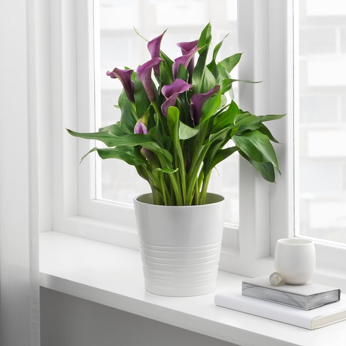 EPIPREMNUM Potted plant, Golden Pothos, 15 cm - IKEA