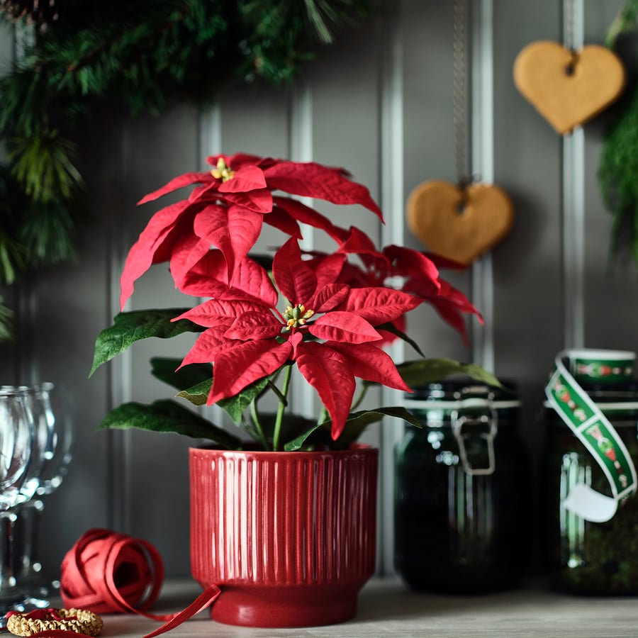 VINTERFINT artificial potted plant, in/outdoor Poinsettia/red, 12 cm - IKEA