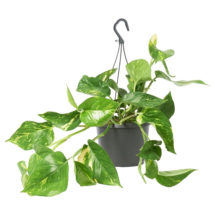 EPIPREMNUM Ťahavá rastlina, Potosovec zlatý, 17 cm - IKEA