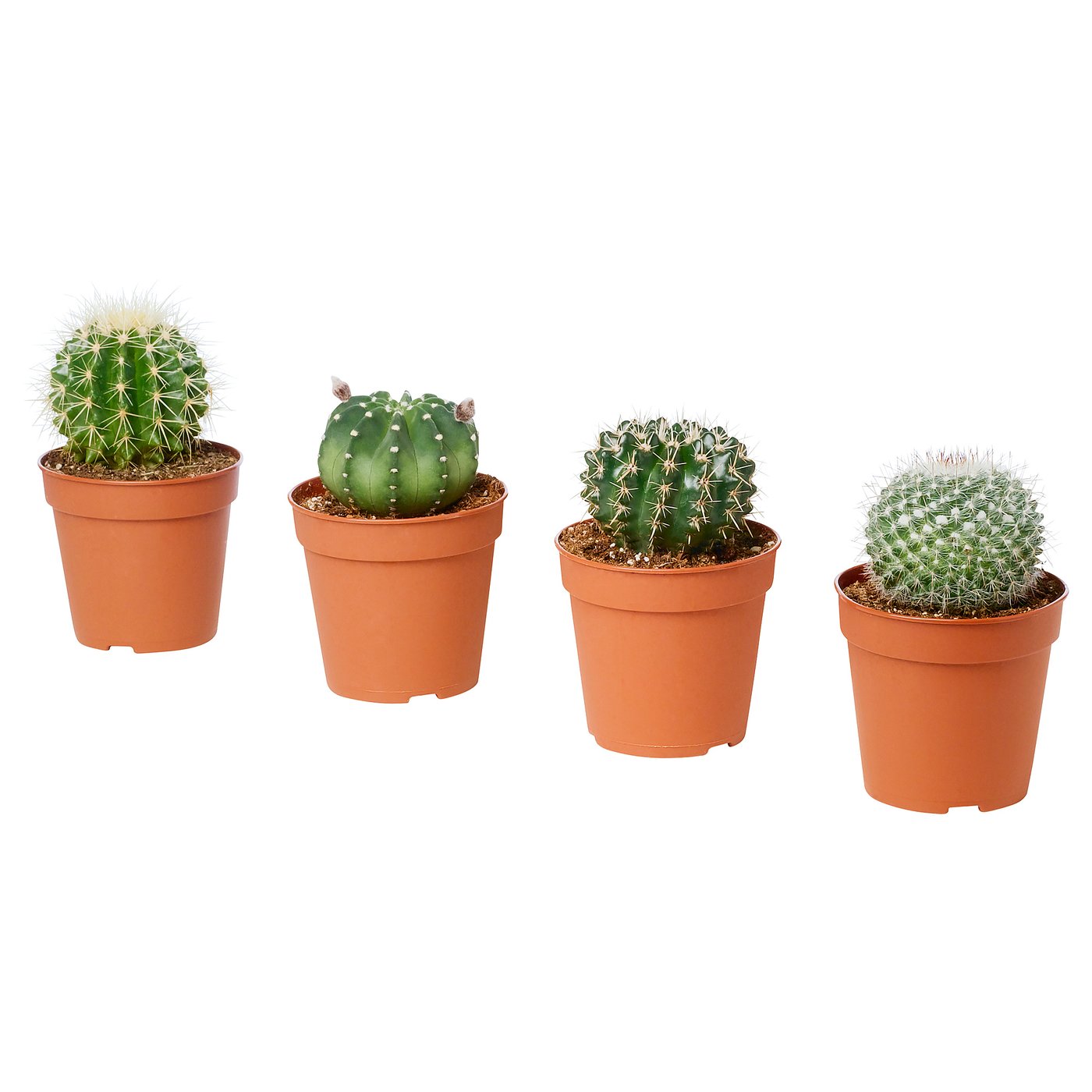 CACTACEAE potted plant, cactus/assorted, 6 cm - IKEA