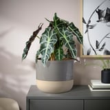 Indoor Plant Pots & Hanging Planters - IKEA