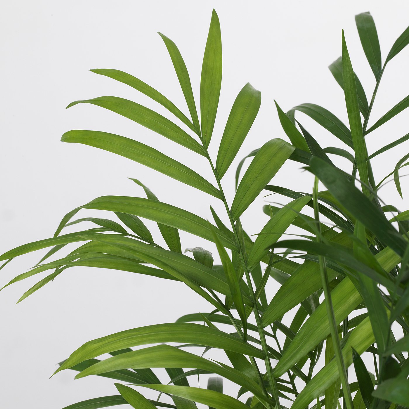 CHAMAEDOREA ELEGANS Potted plant, Parlor palm, 6" - IKEA