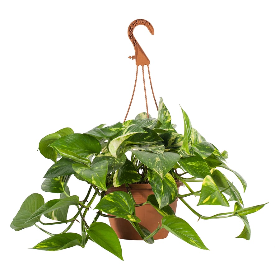 EPIPREMNUM hanging plant, assorted species plants Golden Pothos, 8 ...