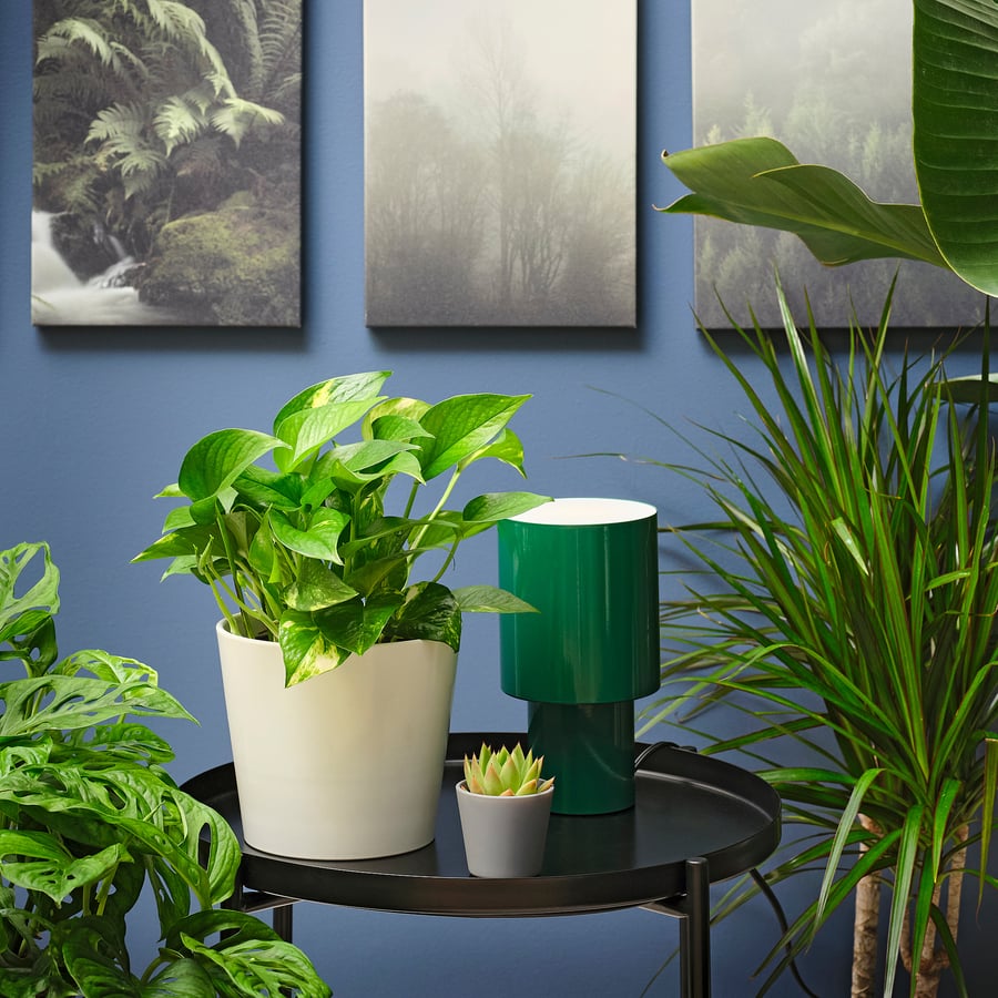 EPIPREMNUM hanging plant, Golden Pothos, 6" - IKEA