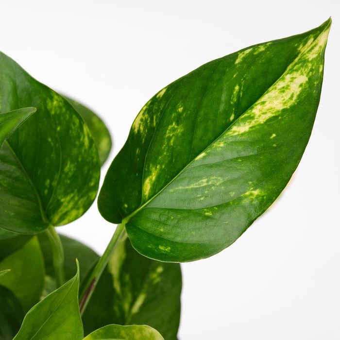EPIPREMNUM hanging plant, Golden Pothos, 6" - IKEA