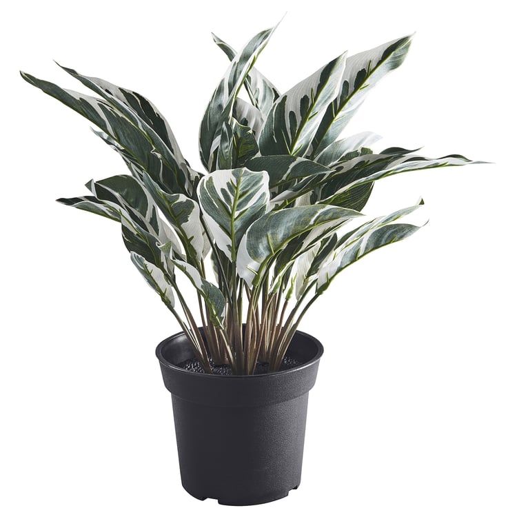 FEJKA artificial potted plant, indoor/outdoor calathea, 6" - IKEA