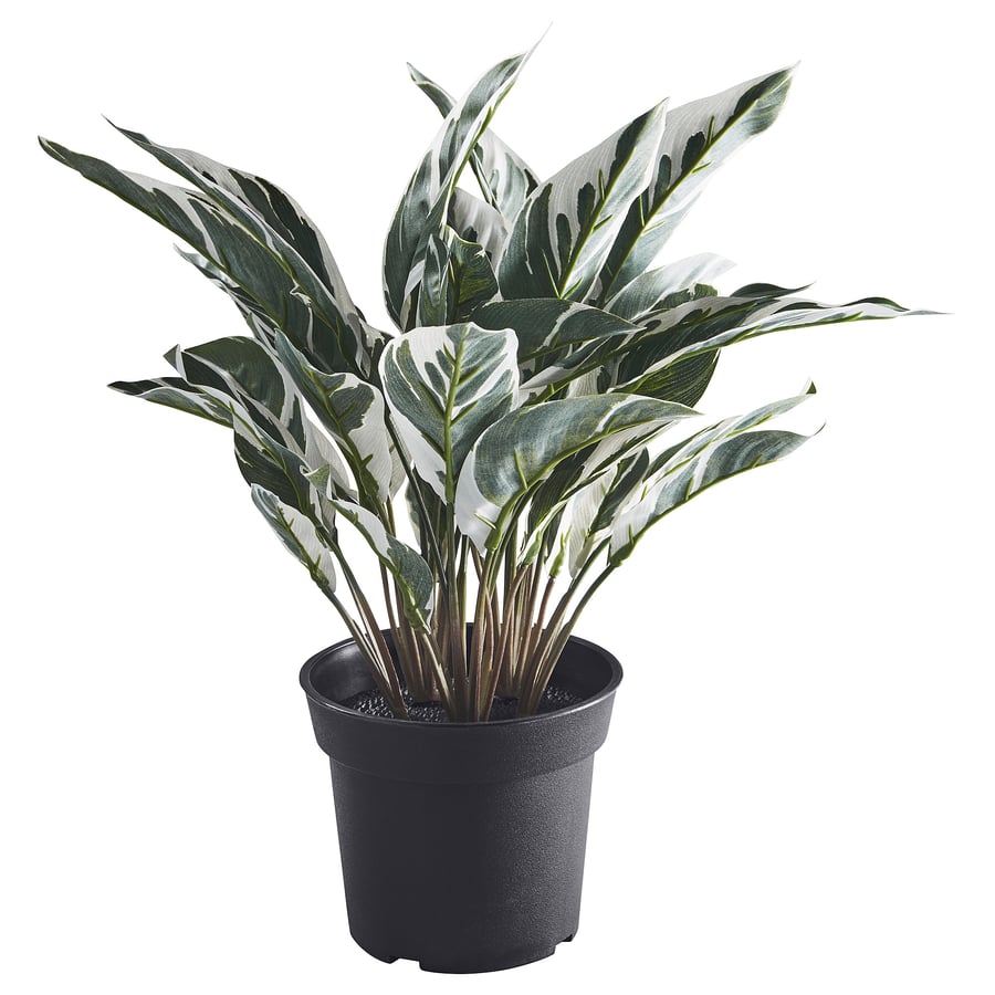 FEJKA artificial potted plant, indoor/outdoor calathea, 6" - IKEA