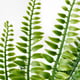 FEJKA artificial potted plant, indoor/outdoor fern, 3 ½" - IKEA