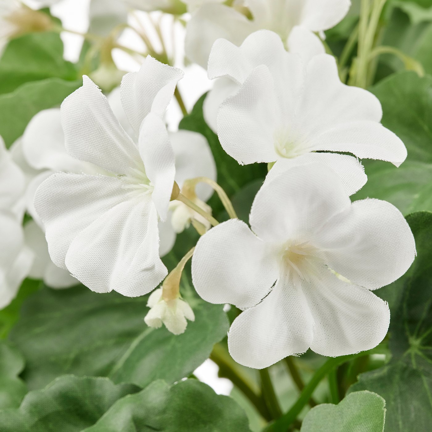 Geranium Flower