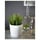 FEJKA Artificial potted plant, indoor/outdoor grass, Height: 8 ¼" - IKEA