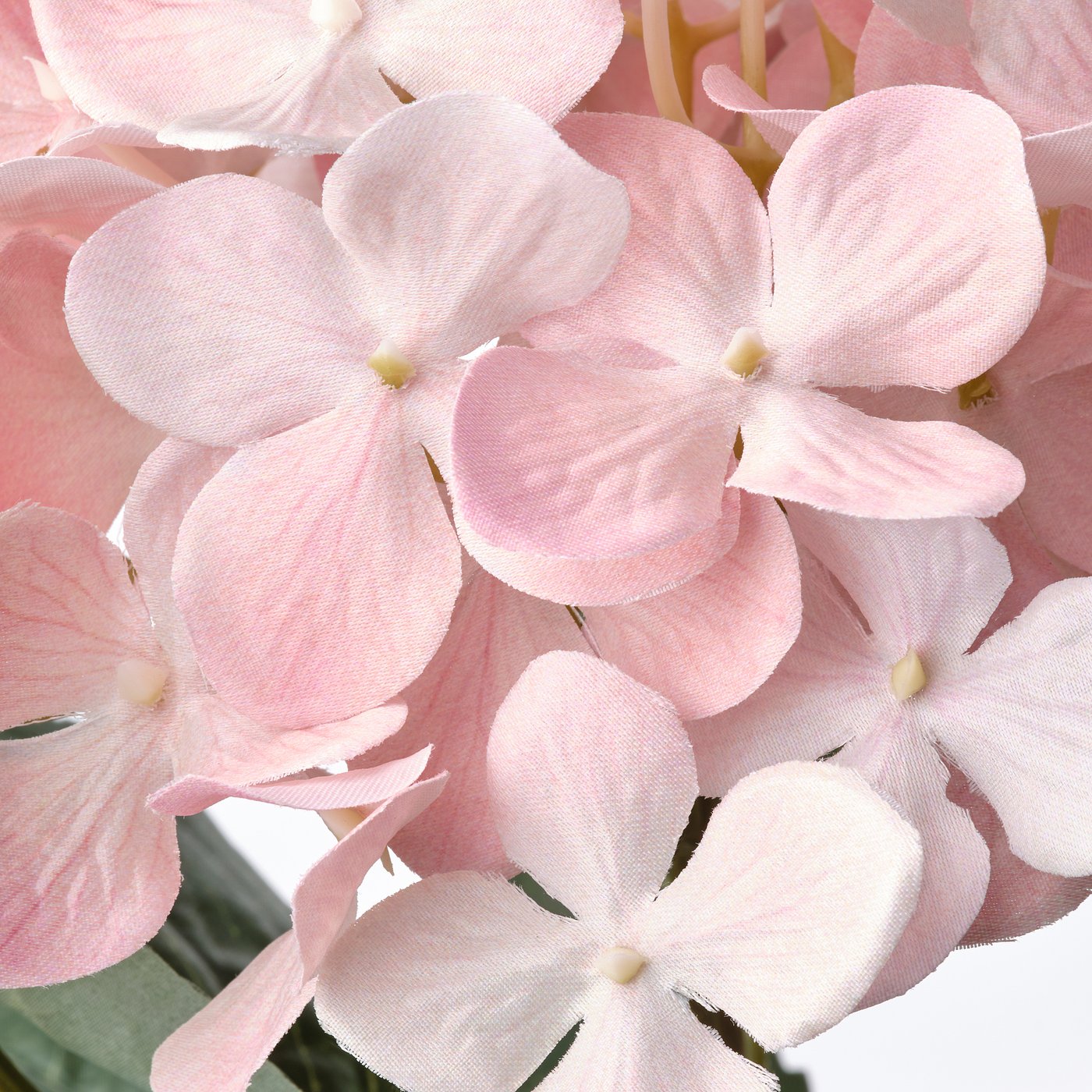 Light Pink Hydrangea