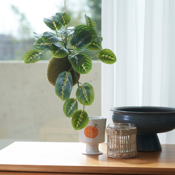 Potted Moss Plant
