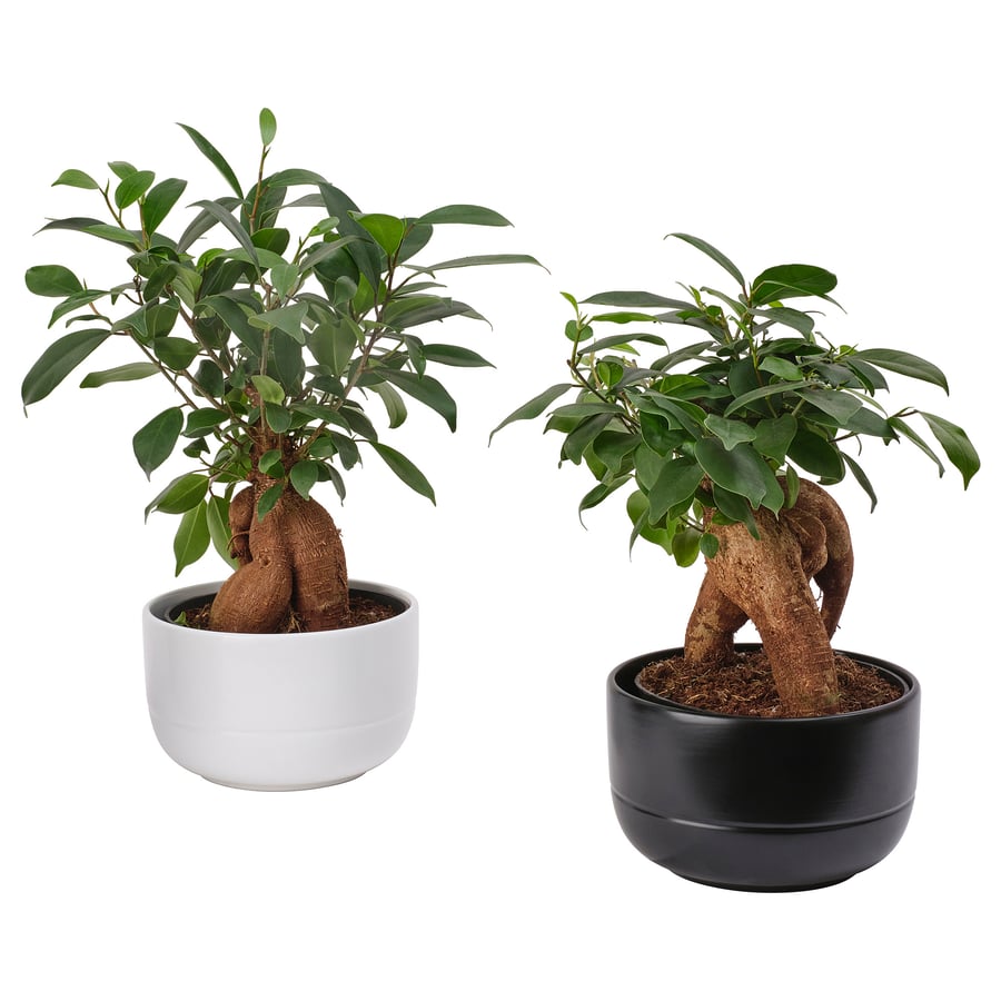 FICUS plant with pot, bonsai/assorted colors, 5 ½" - IKEA