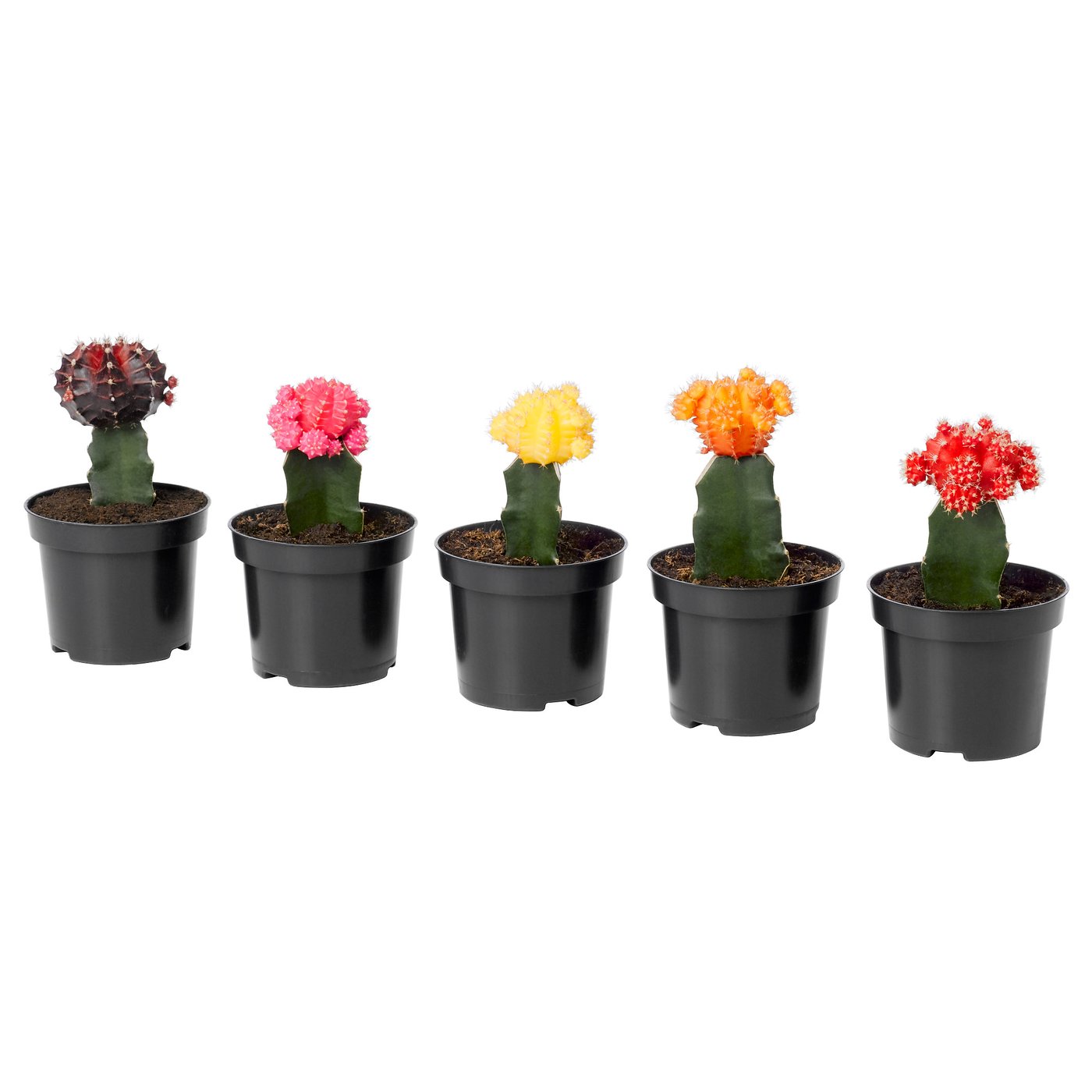 GYMNOCALYCIUM potted plant, grafted cactus, 4" - IKEA US