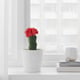 GYMNOCALYCIUM potted plant, grafted cactus, 4" - IKEA US