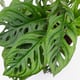 MONSTERA ADANSONII potted plant, adanson's monstera, 6" - IKEA