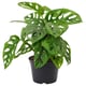 MONSTERA ADANSONII potted plant, adanson's monstera, 6" - IKEA