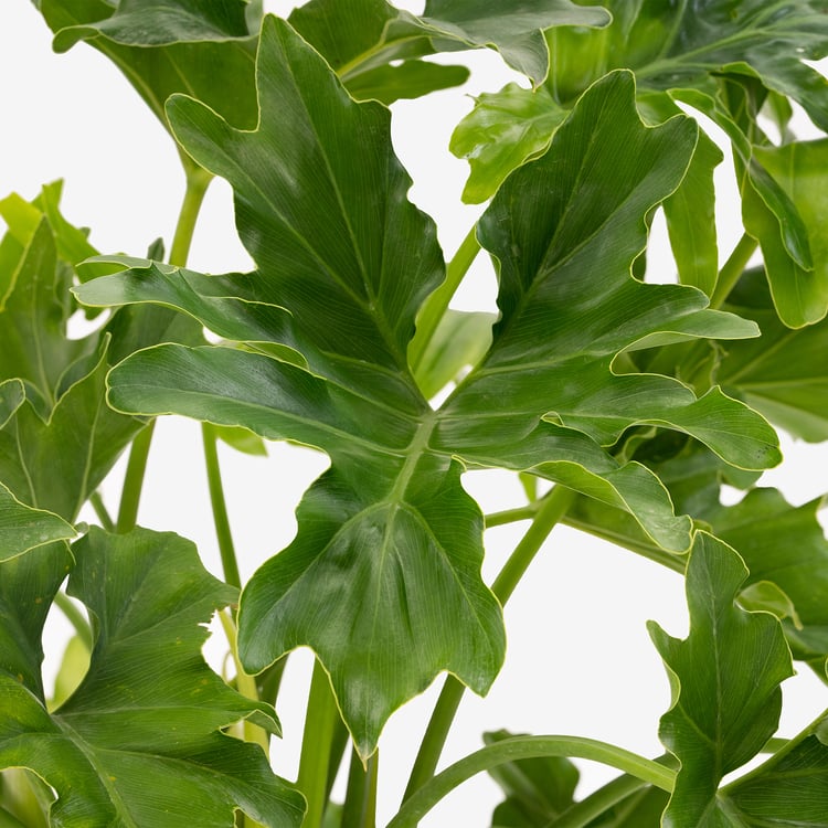 MONSTERA DELICIOSA potted plant, 9 ½" - IKEA