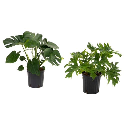 MONSTERA DELICIOSA potted plant, 9 ½" - IKEA US