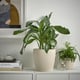PERSILLADE plant pot, light beige, 7 ½" - IKEA