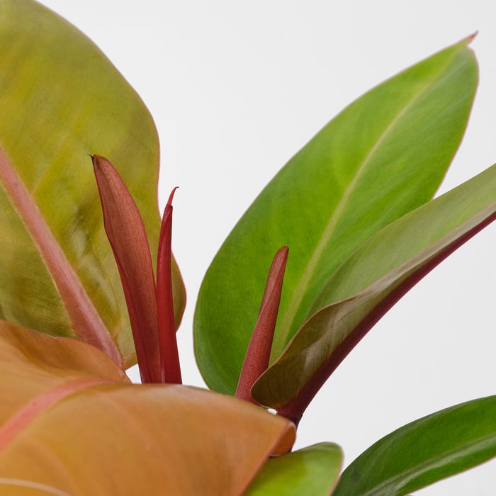 PHILODENDRON potted plant, Philodendron orange, 6" - IKEA