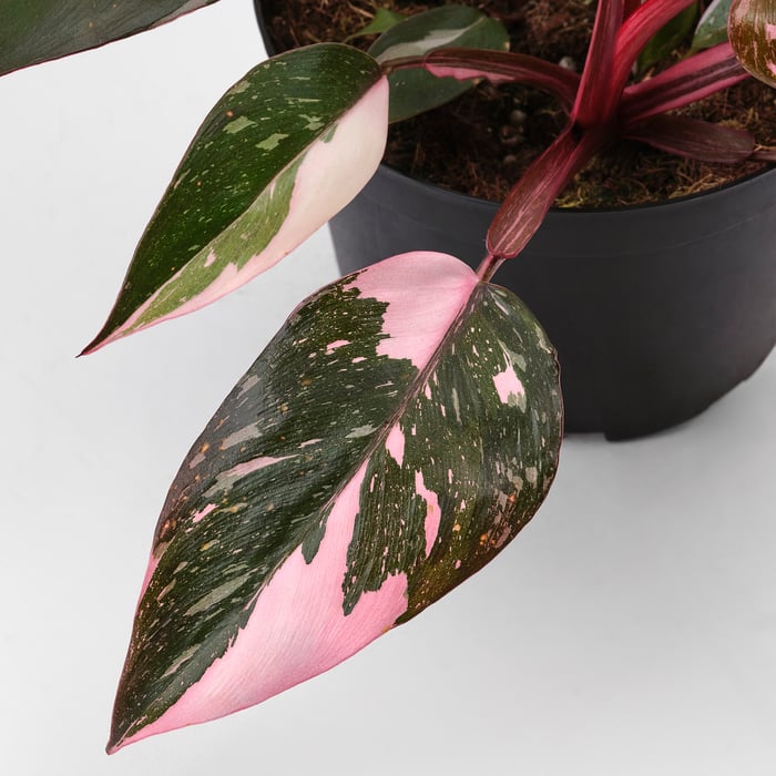 PHILODENDRON potted plant, Philodendron pink, 6" - IKEA