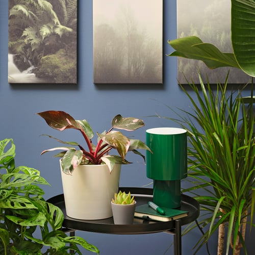PHILODENDRON potted plant, Philodendron pink, 6" - IKEA