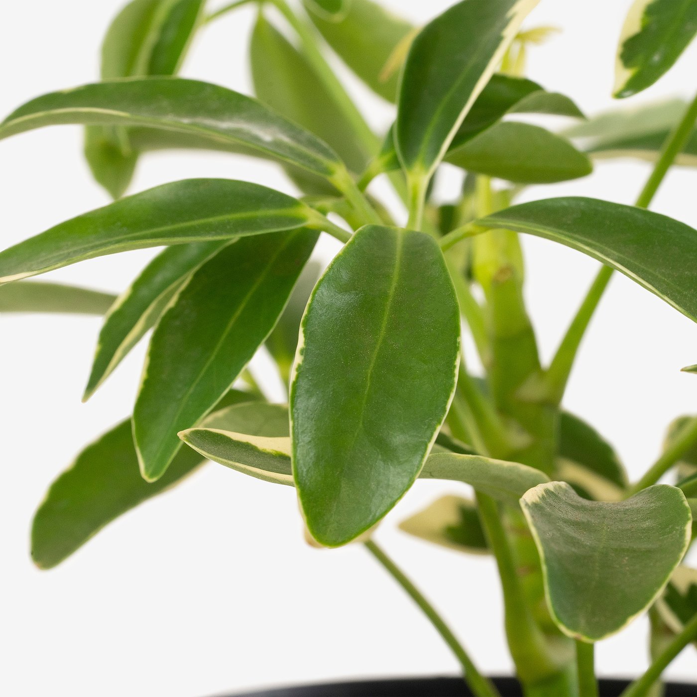 Schefflera Plant Stem