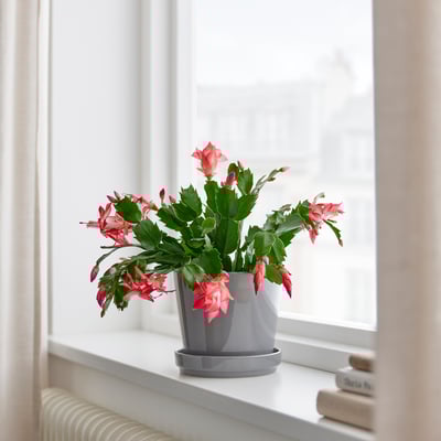SCHLUMBERGERA potted plant, Christmas cactus/assorted species plants, 4 ...