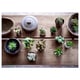SUCCULENT potted plant, assorted species plants/Succulent, 4" - IKEA