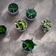 SUCCULENT potted plant, assorted species plants/Succulent, 4" - IKEA