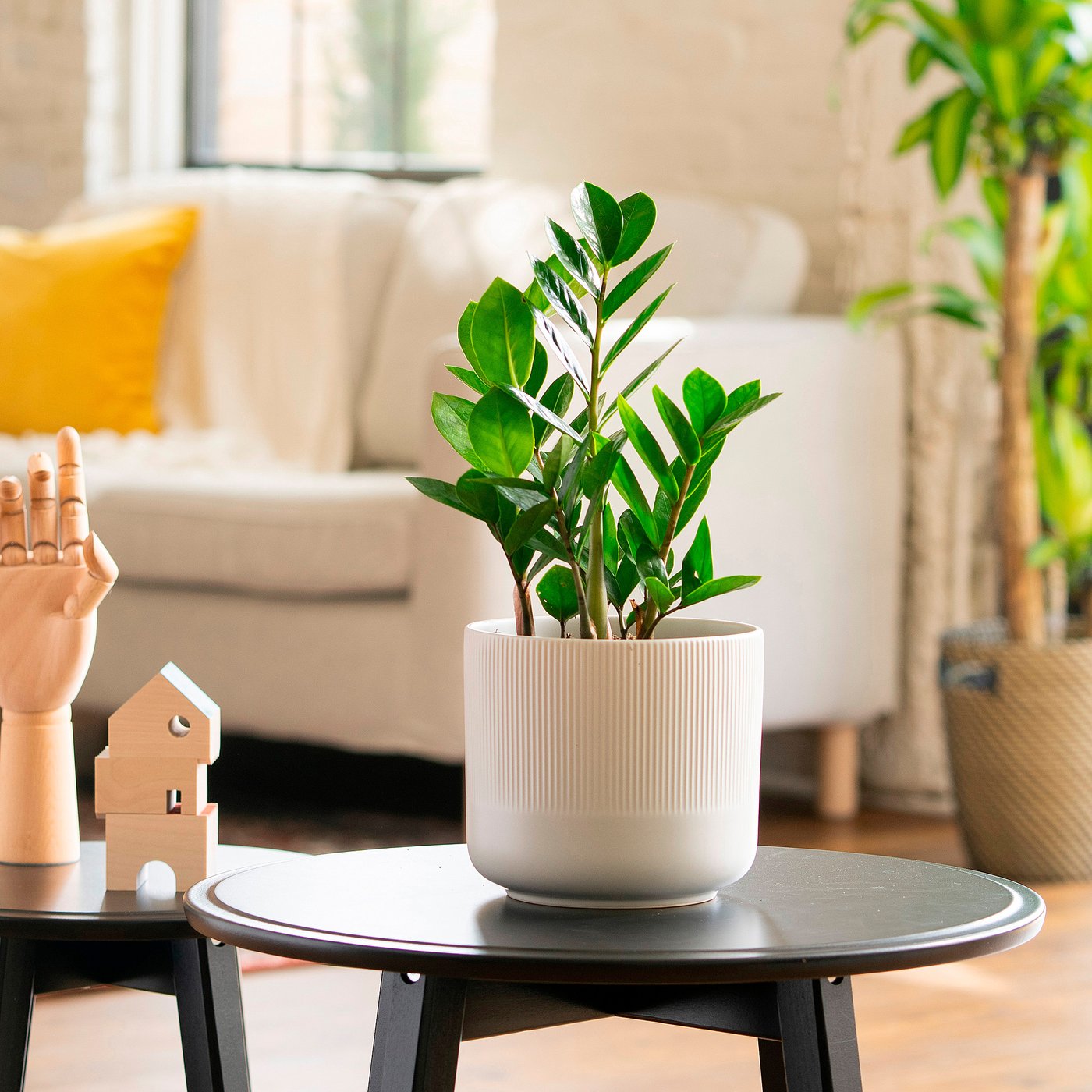 ZAMIOCULCAS Potted plant, Aroid palm - IKEA