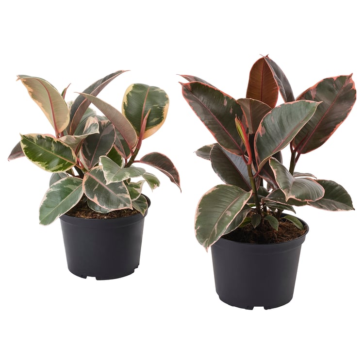 FICUS ELASTICA planta en maceta, Árbol del caucho varias plantas, 6" - IKEA