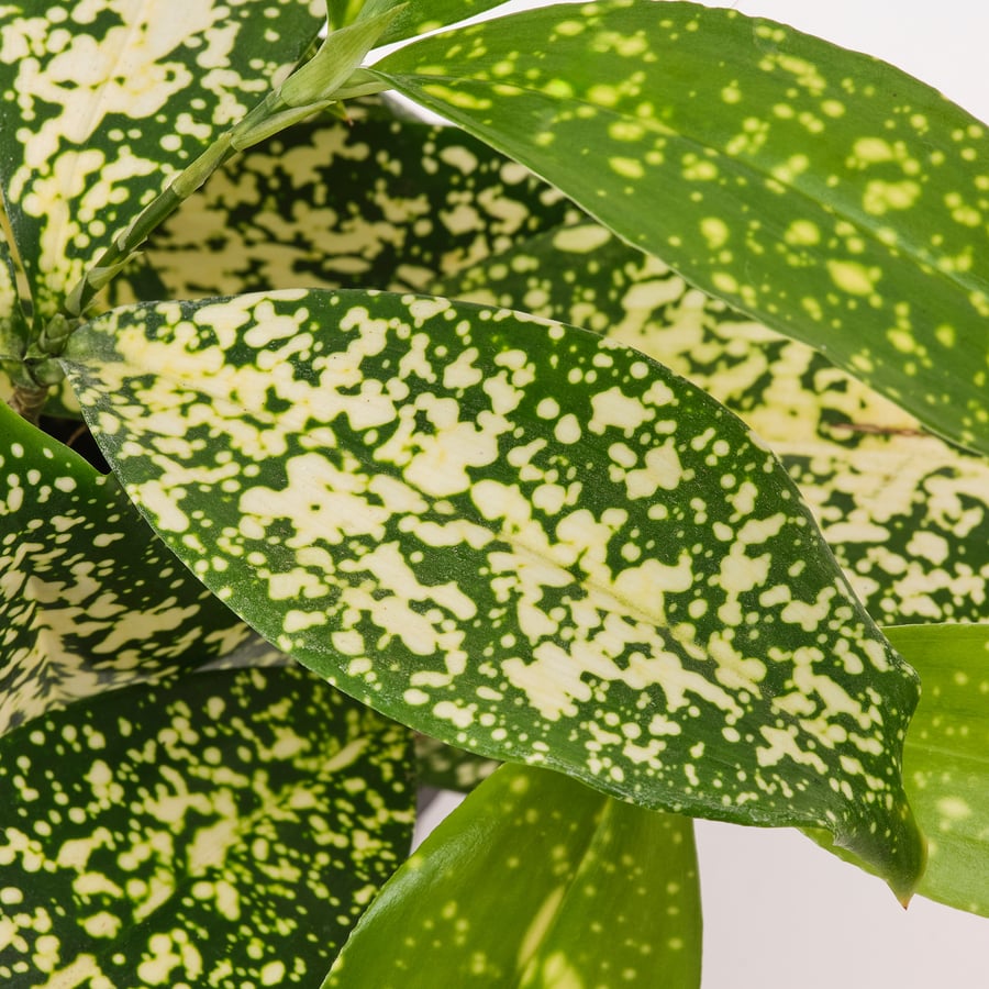 HIMALAYAMIX planta en maceta, varias plantas plantas+follaje, 4" - IKEA