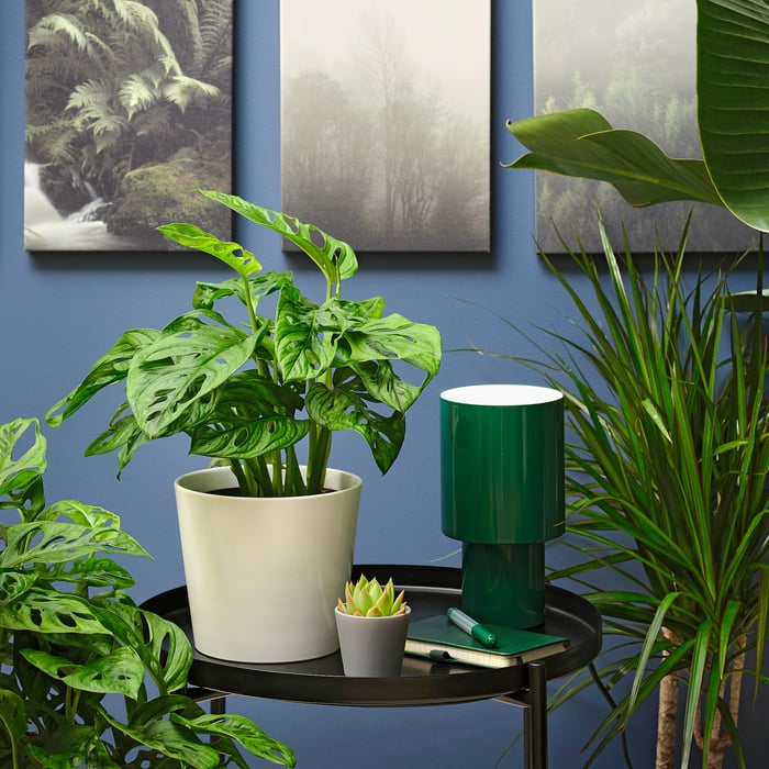 MONSTERA ADANSONII planta en maceta, monstera de Adanson, 6" - IKEA