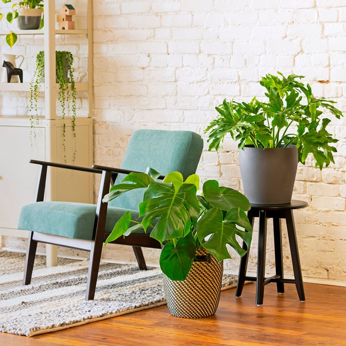 MONSTERA DELICIOSA planta en maceta, 9 ½" - IKEA