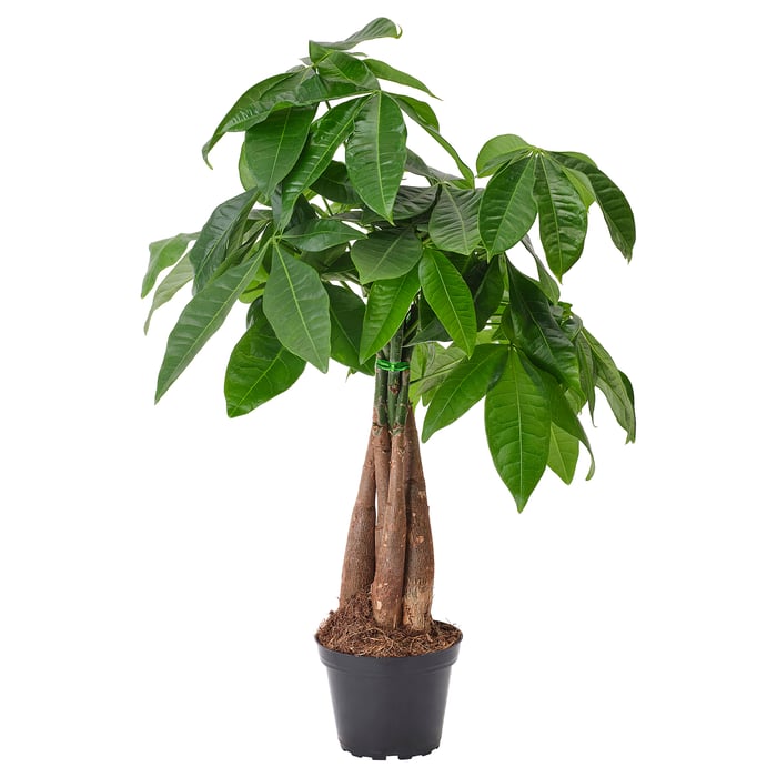PACHIRA AQUATICA planta en maceta, Pachira, 4" - IKEA